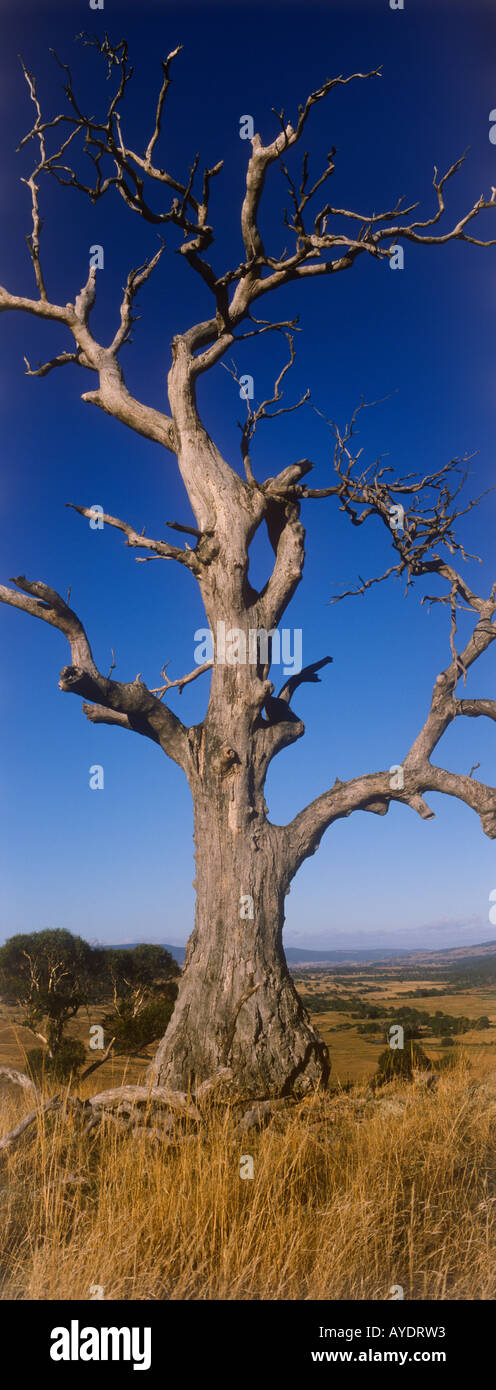 1 dead hi-res stock photography and images - Alamy