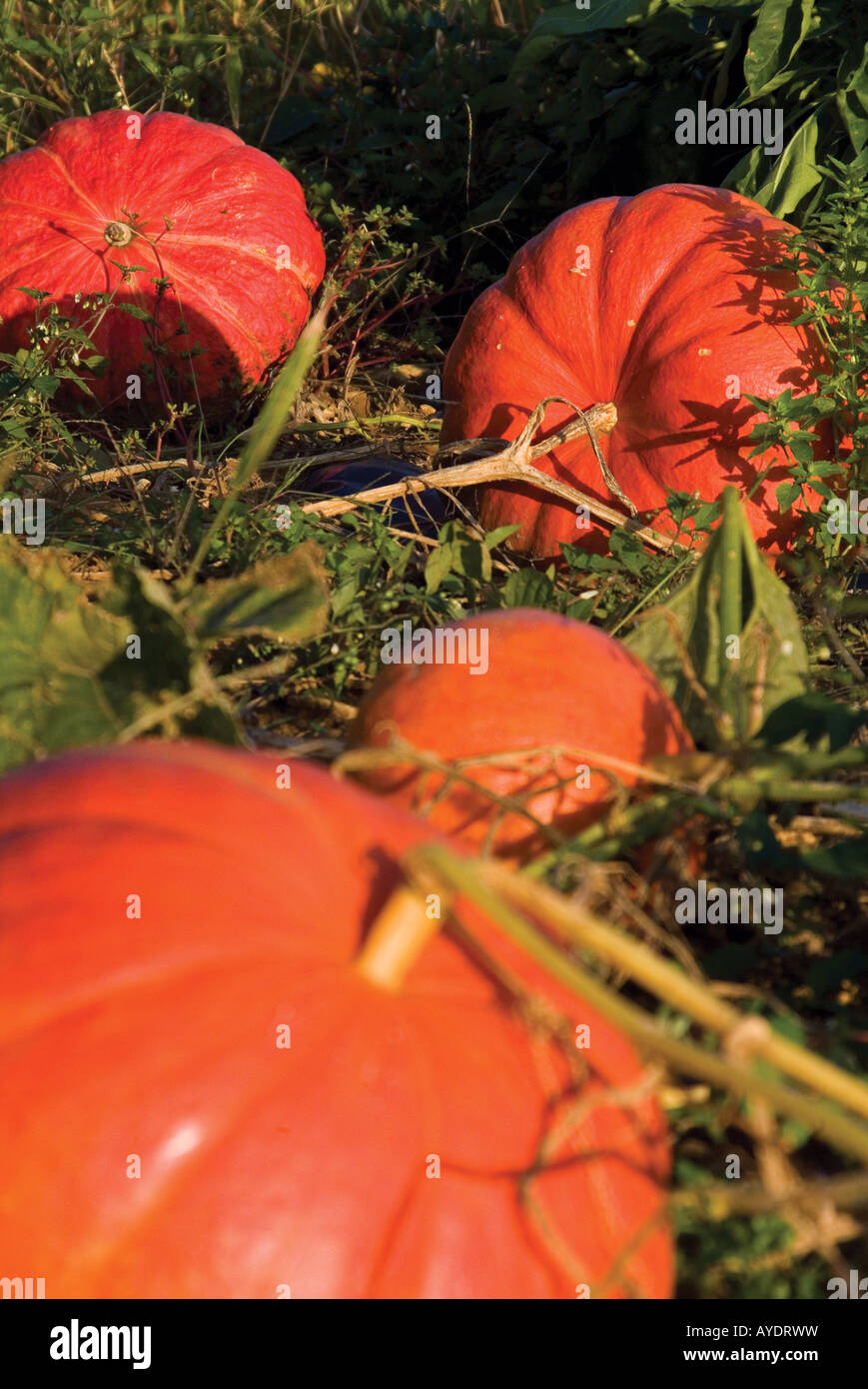 Pumpkinpatch hi-res stock photography and images - Alamy