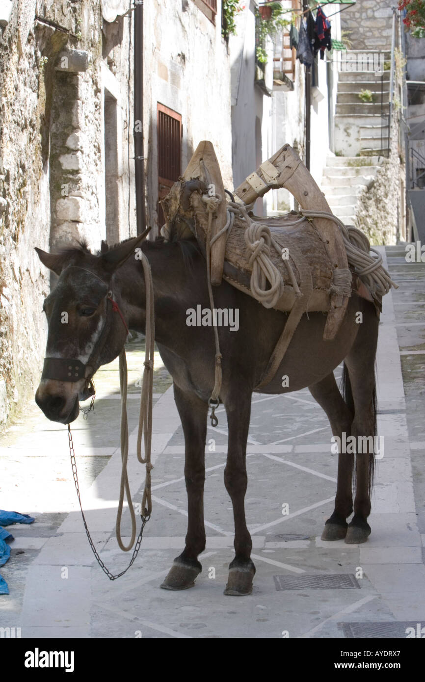 Working donkey in narrow street of Vico, Gargano, Puglia, Italy Stock ...