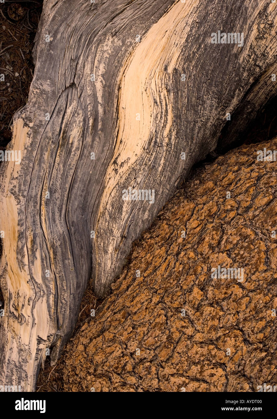 Bristlecone pine trees Pinus longaeva at c 11 000 ft in the White ...