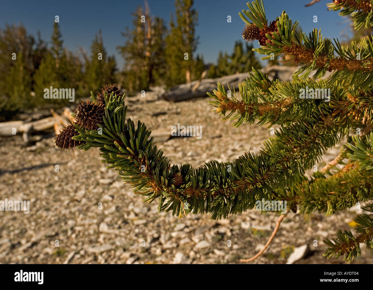 Bristlecone pine trees Pinus longaeva at c 11 000 ft in the White ...