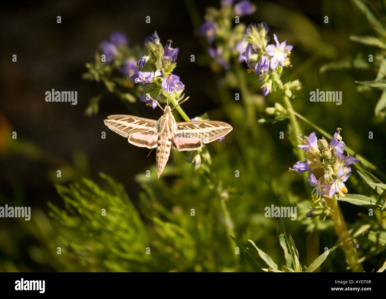 White lined sphinx known as striped hawk moth in UK Stock Photo - Alamy