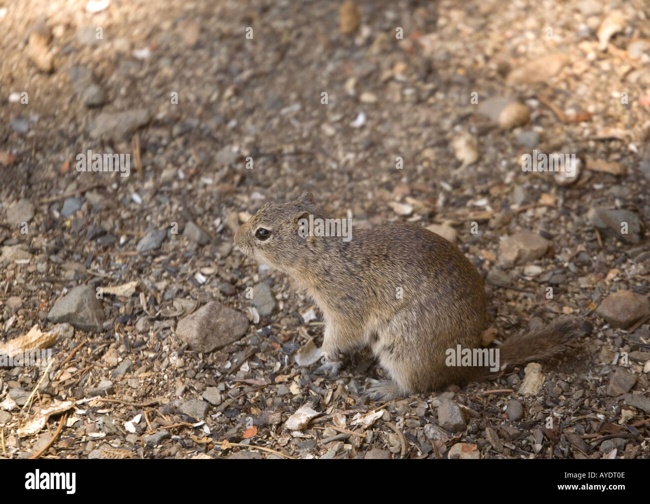 Belding's ground squirrel at 10 000 ft in Sierra Nevada Stock Photo - Alamy
