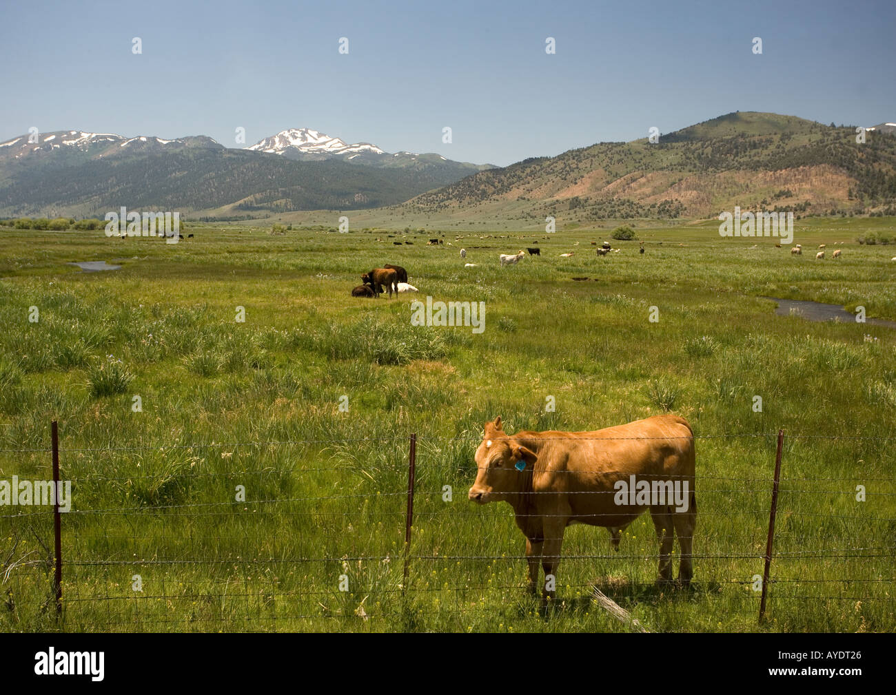 Extensive cattle hi-res stock photography and images - Alamy