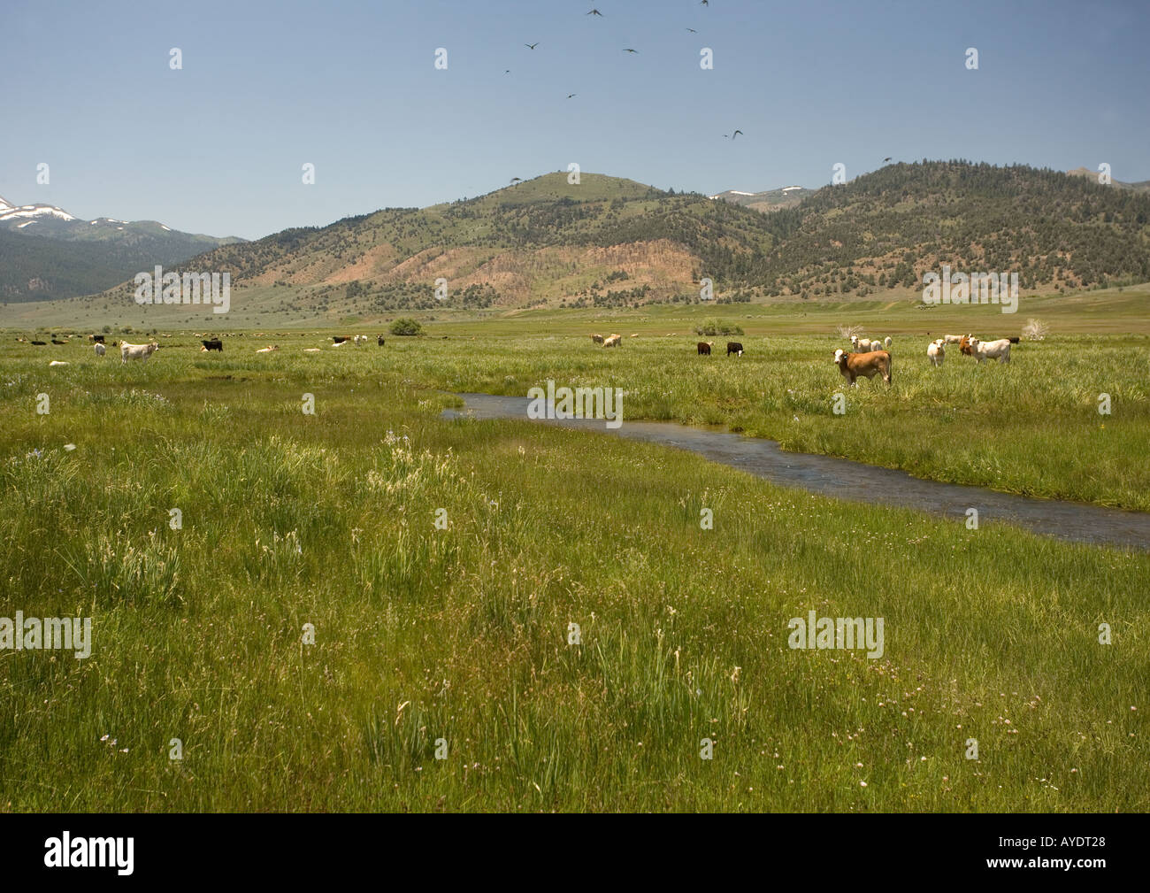 Extensive cattle hi-res stock photography and images - Alamy