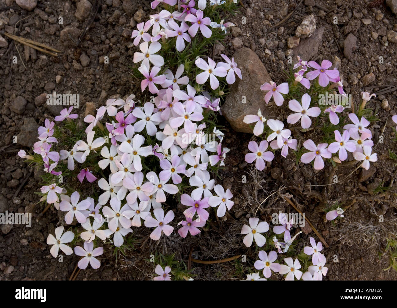 Spreading phlox in flower, Phlox diffusa Stock Photo - Alamy