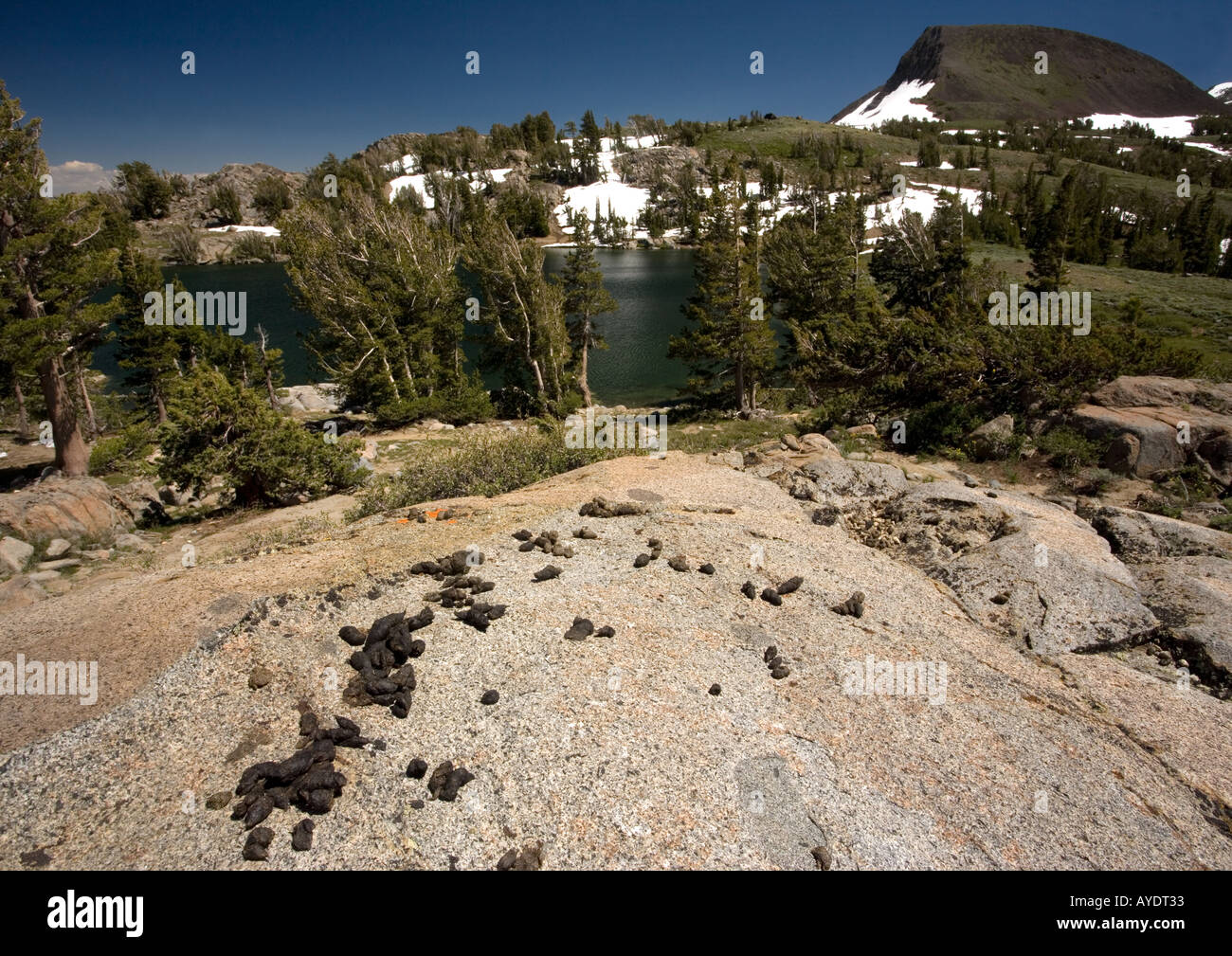 Marmot droppings on granite rocks by Frog Lake at c 11 000 ft Above ...
