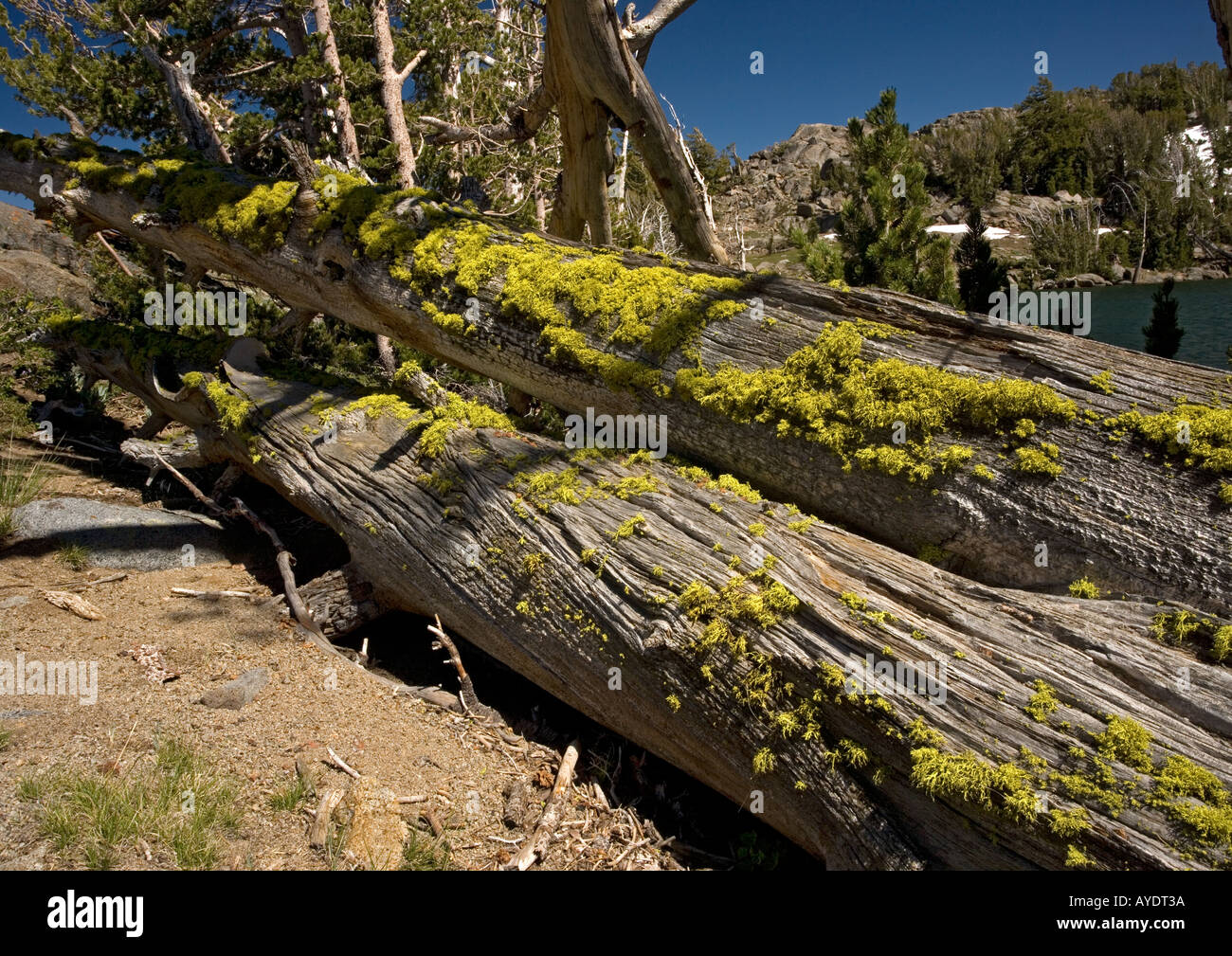 Wolf lichens hi-res stock photography and images - Alamy