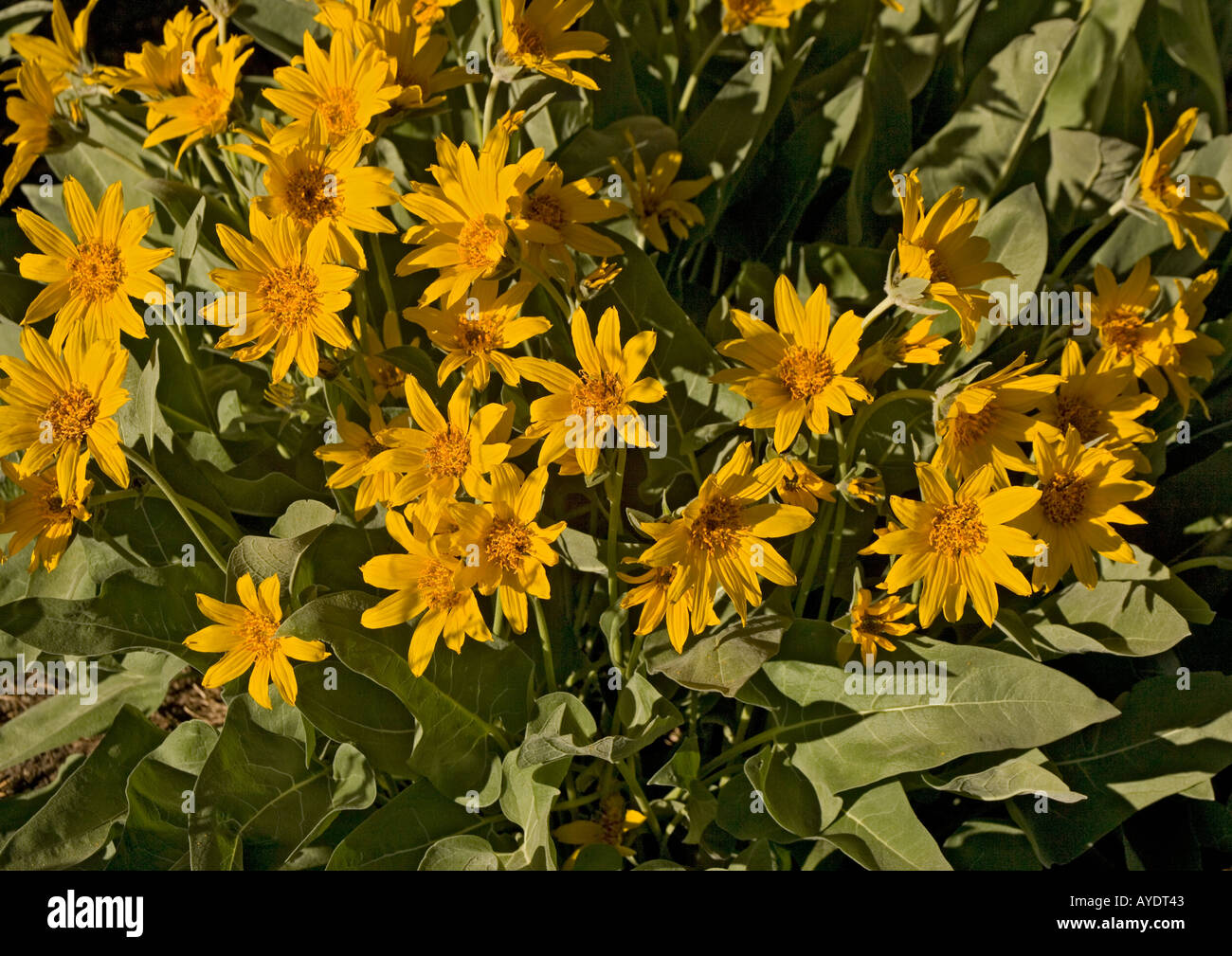 Arrow leaved balsam root Stock Photo - Alamy