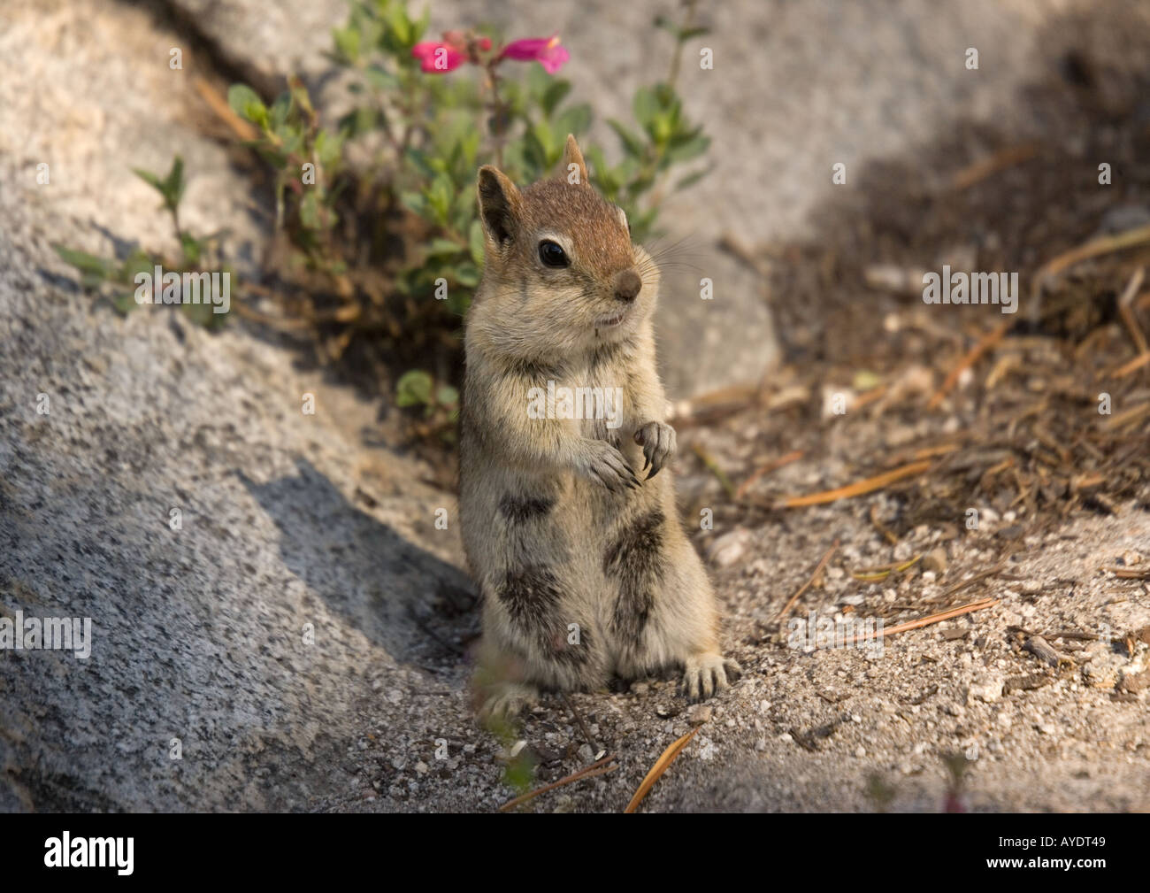 Golden mantled ground squirrel Spermophilus lateralis Stock Photo - Alamy