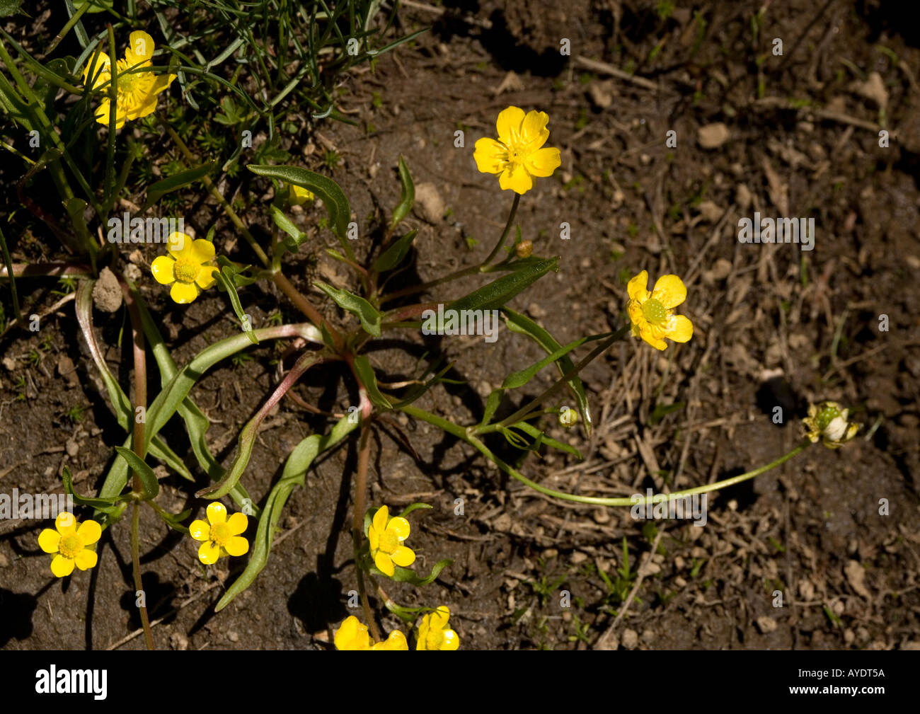 A mountain buttercup Stock Photo - Alamy
