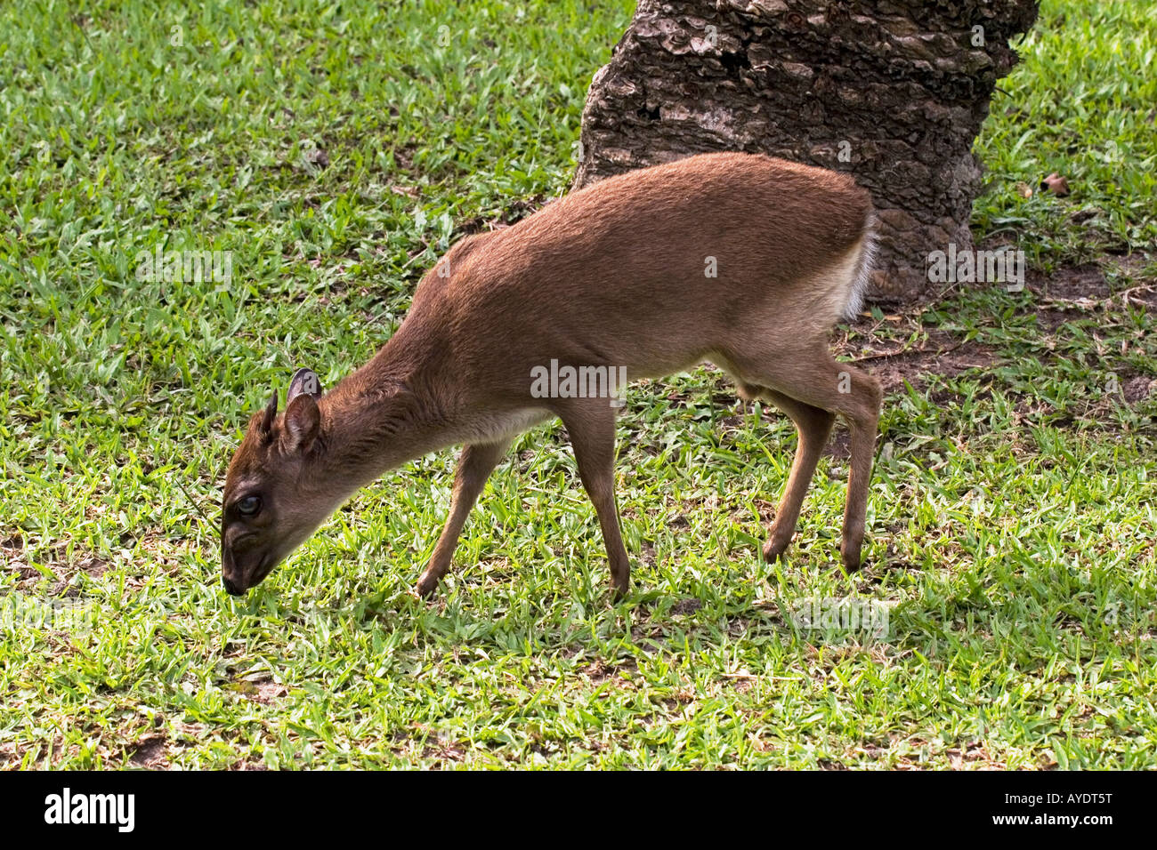 Duiker hi-res stock photography and images - Alamy