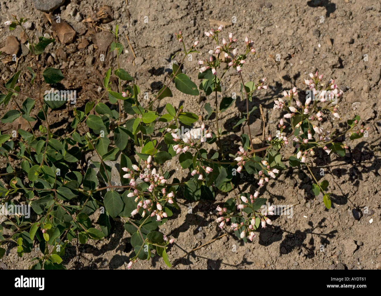 Spreading dogbane apocynum androsaemifolium flower hi-res stock ...