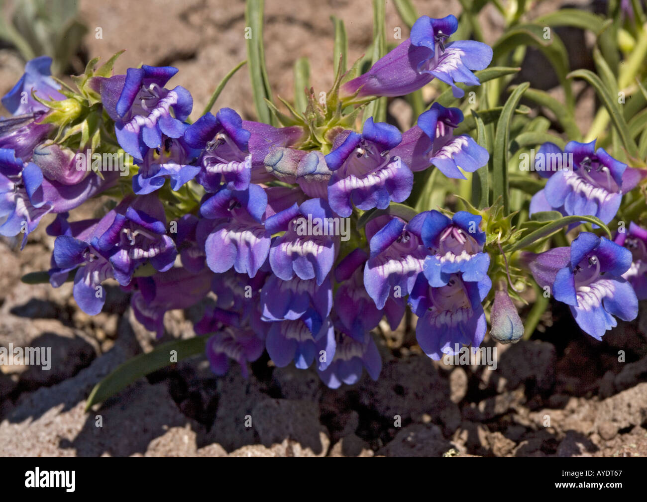 Sierra beardtongue hi-res stock photography and images - Alamy