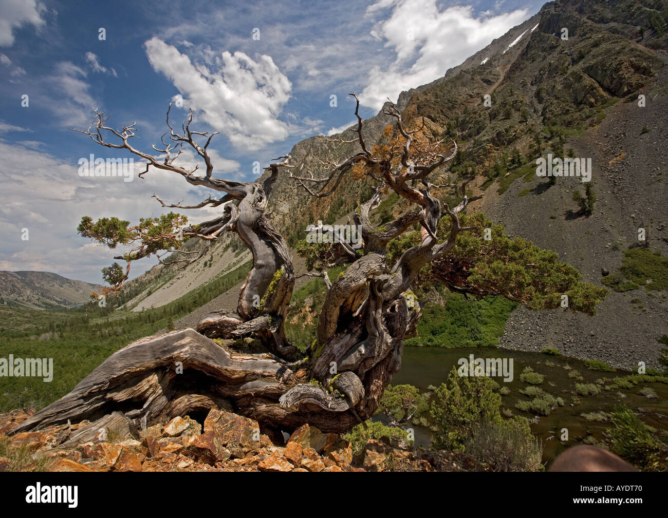 A very old Sierra juniper or western juniper Juniperus occidentalis in ...