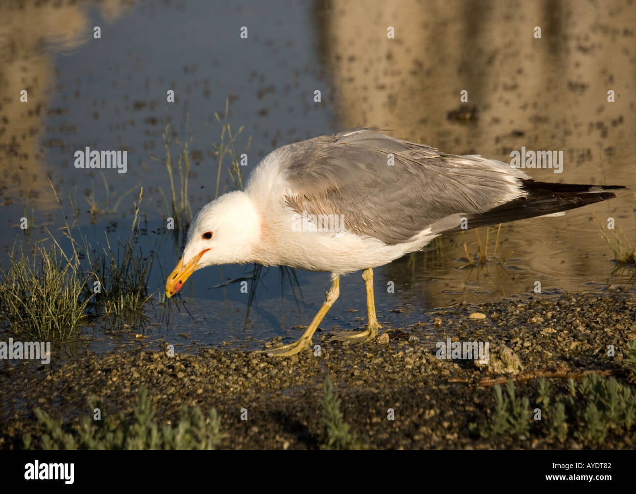 California gull eating alkali flies Ephydra hians along the shore of ...