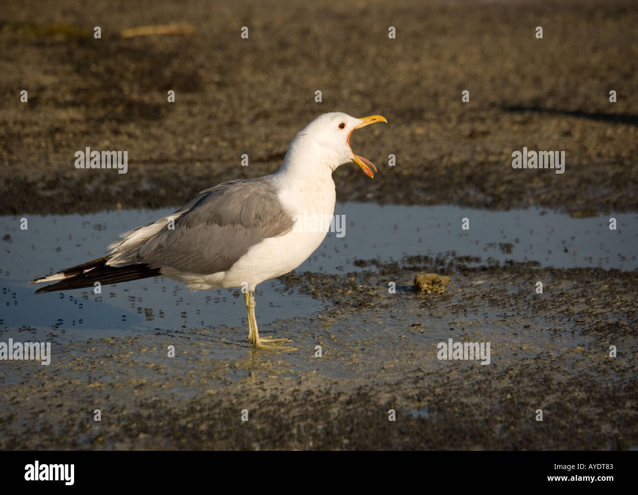 Mono lake california alkali flies hi-res stock photography and images ...