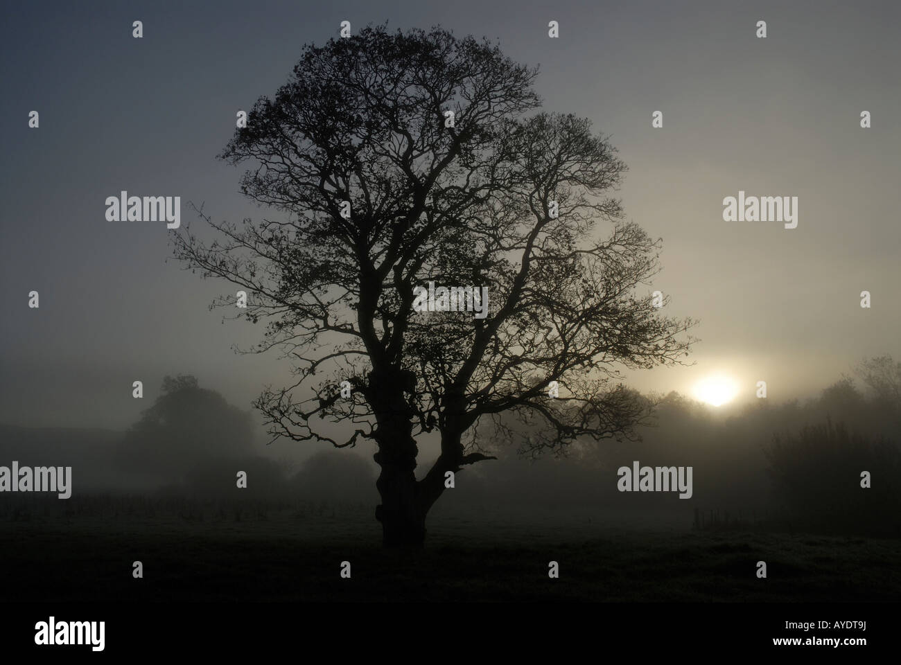 Dawn Sunrise Sycamore Tree High Resolution Stock Photography and Images ...