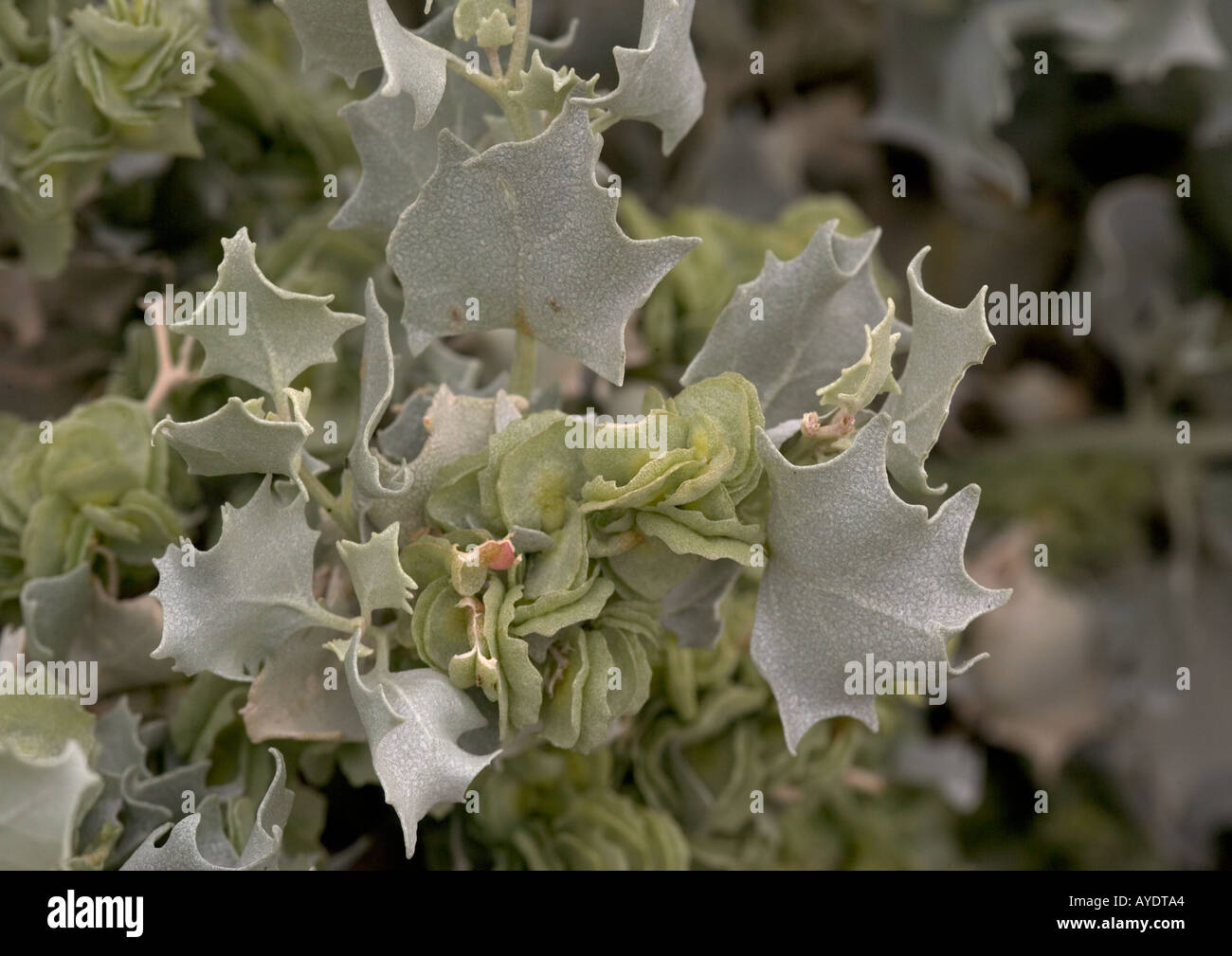 Female holly flower hi-res stock photography and images - Alamy