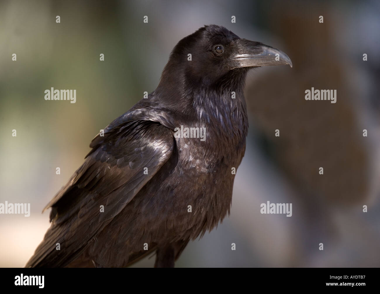 Northern raven hi-res stock photography and images - Alamy