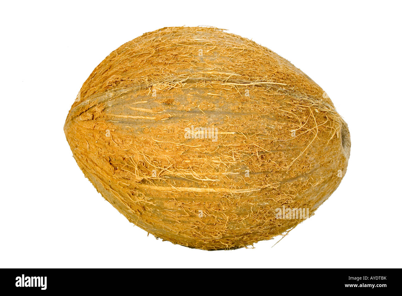 the full brown coconut isolated on white background Stock Photo - Alamy
