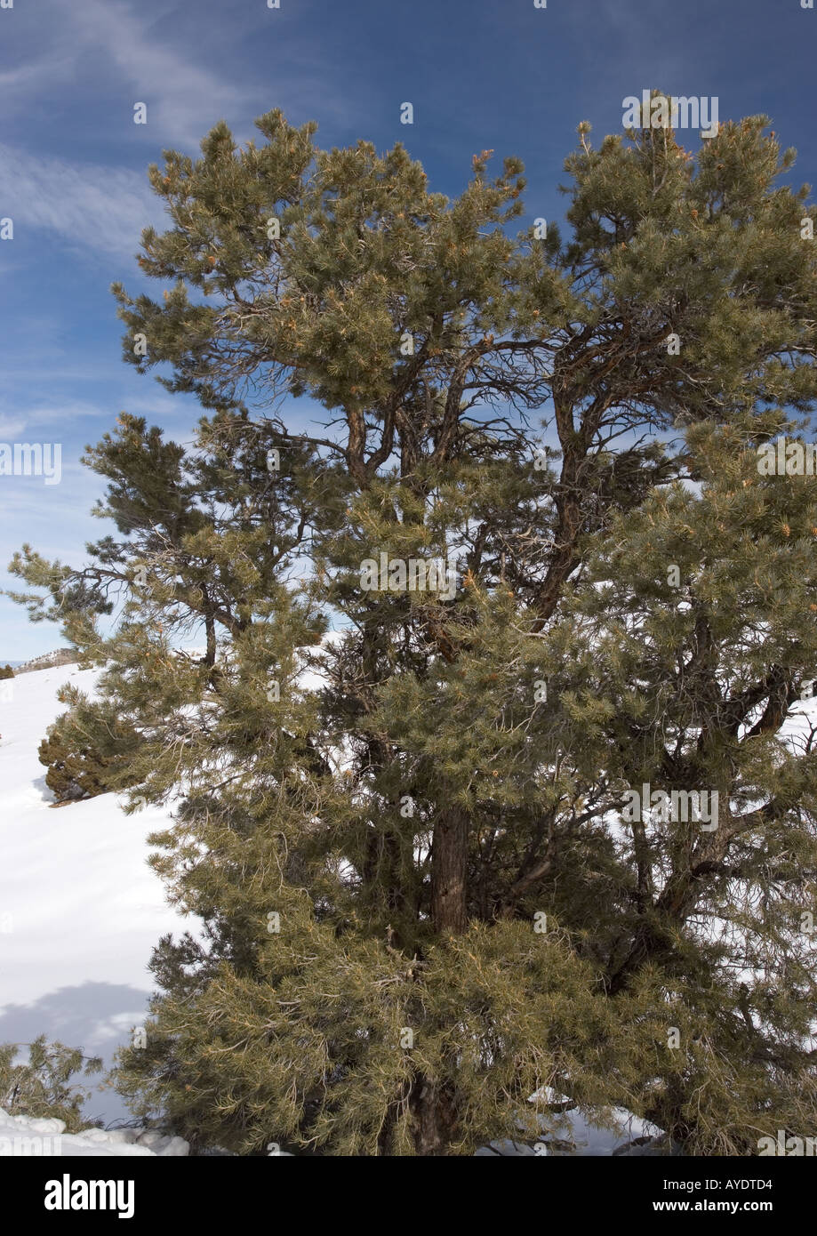 Single leaved pinyon pine Pinus monophylla at c 6500 ft Stock Photo - Alamy
