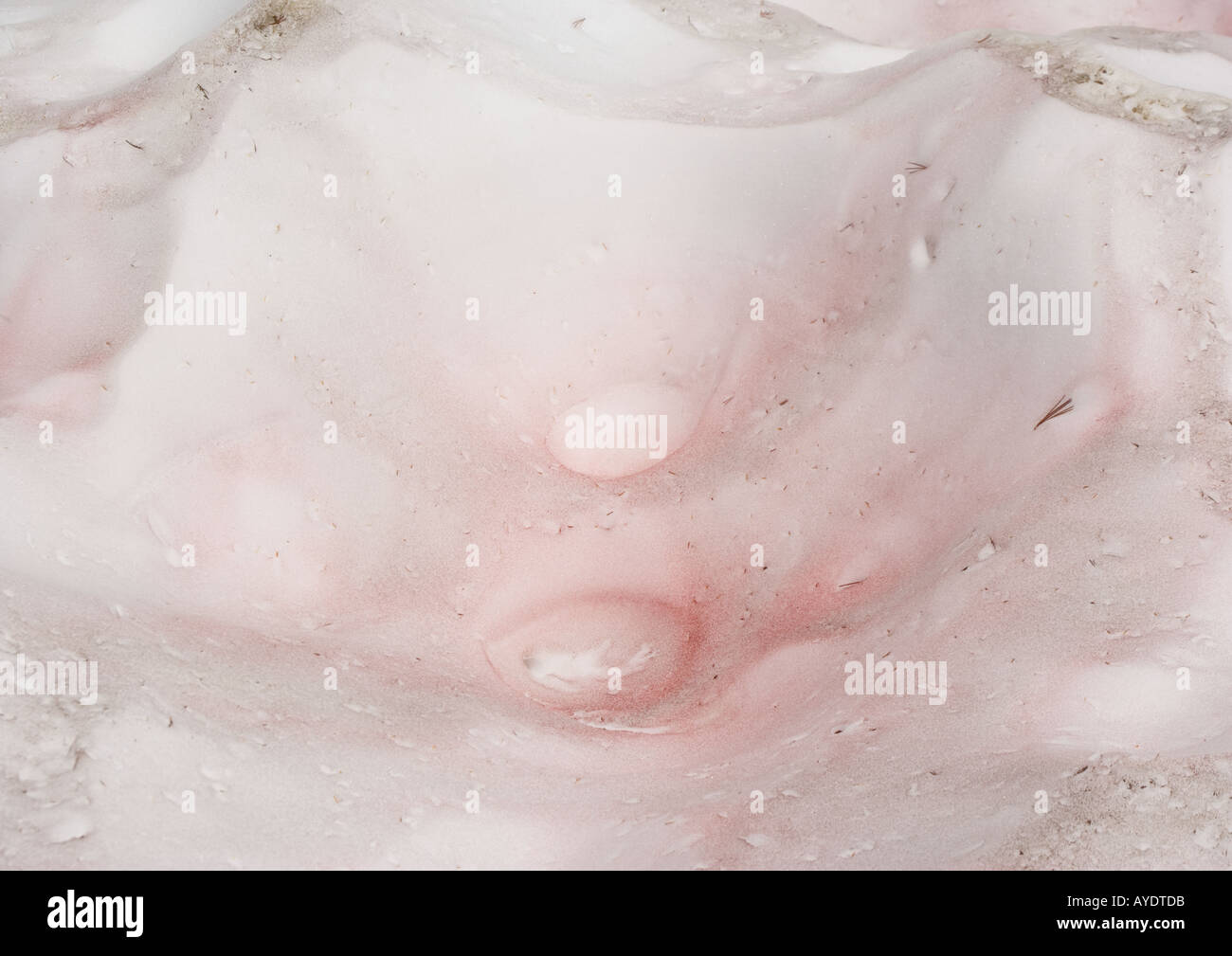 Chlamydomonas nivalis watermelon snow hi-res stock photography and ...