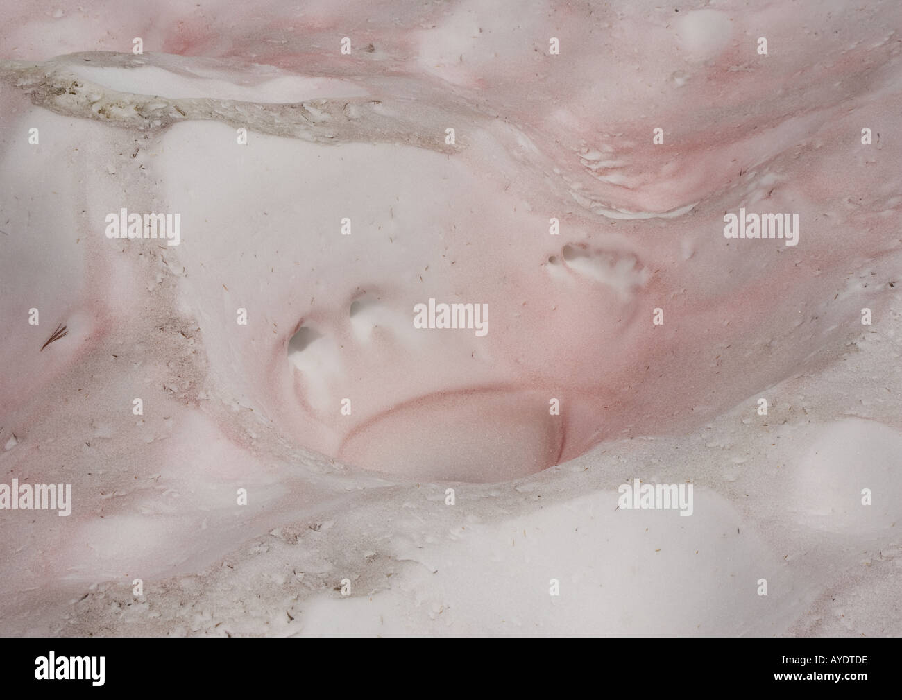 Chlamydomonas Nivalis Watermelon Snow High Resolution Stock Photography ...