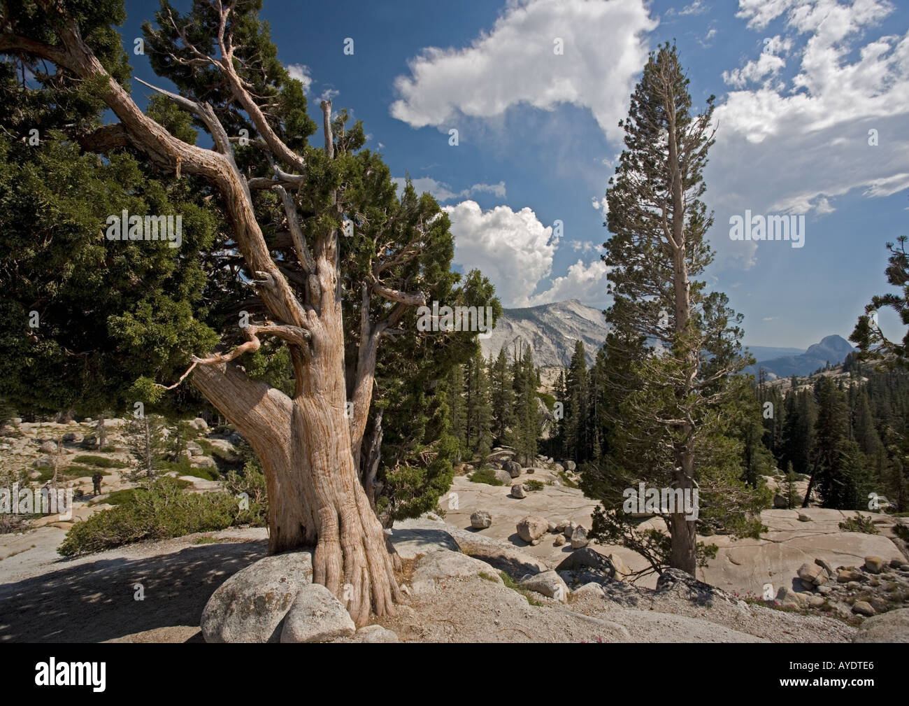 Old and beautiful Sierra juniper or western juniper at 8000 ft on ...