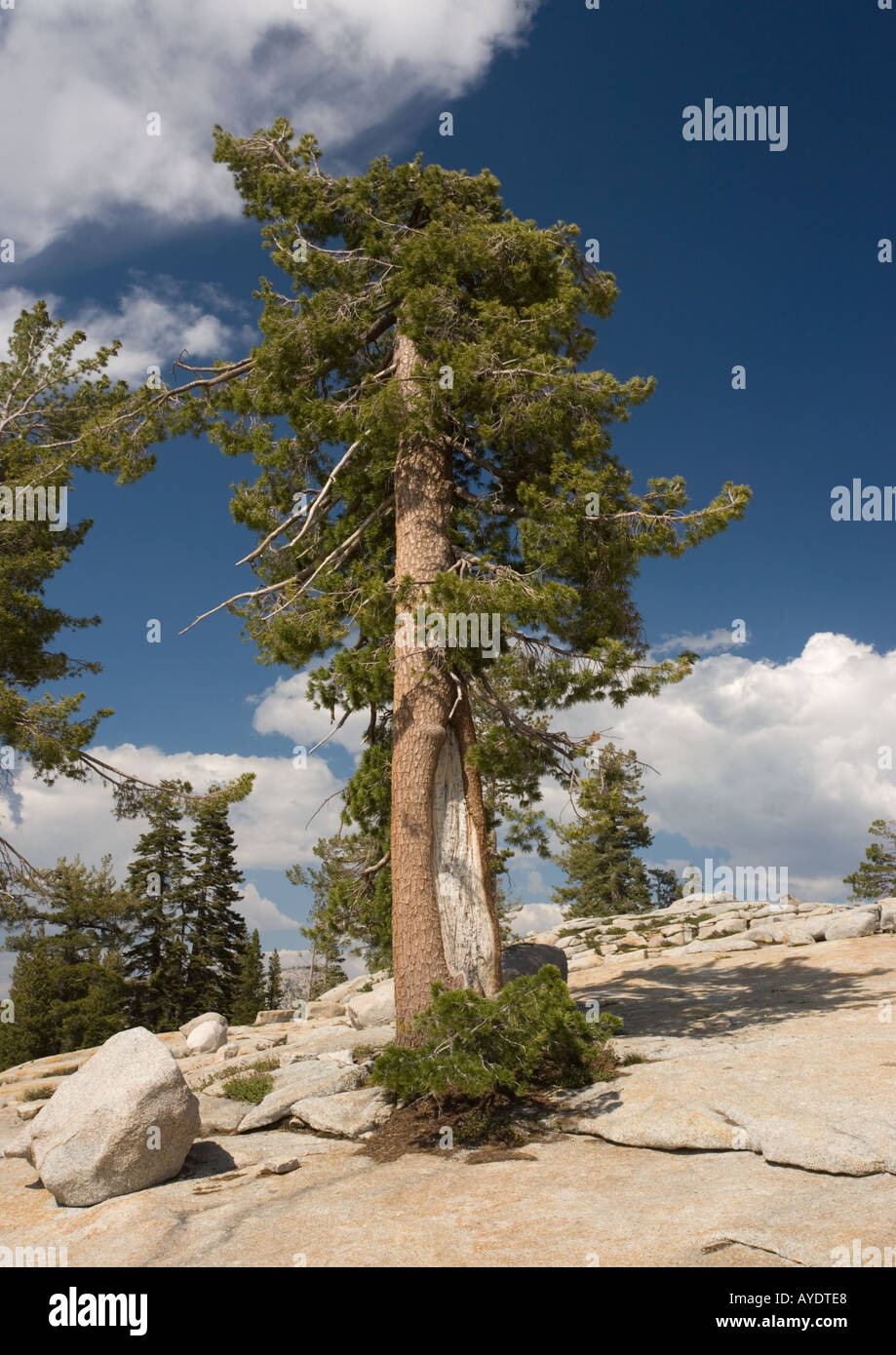 Western white pine pinus monticola hi-res stock photography and images ...