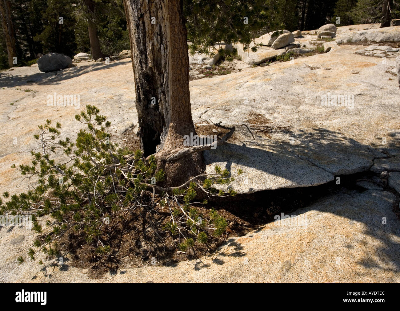 Tree splitting rock hi-res stock photography and images - Alamy