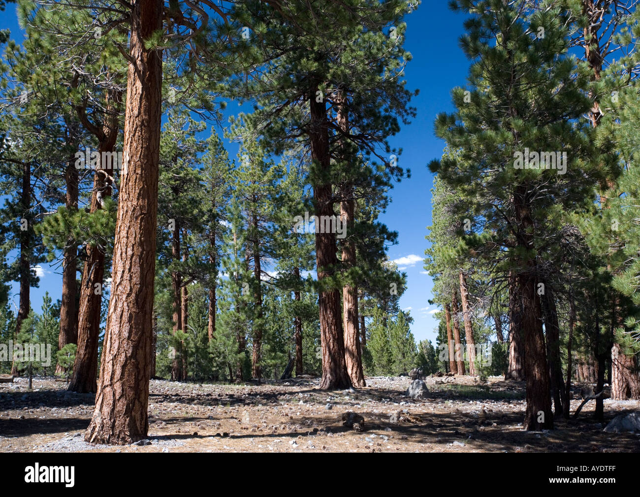 Jeffrey pine trees hi-res stock photography and images - Alamy