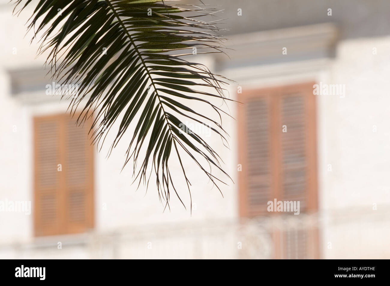 Palm leaf in front of shuttered window, Vieste, Puglia, Italy Stock ...