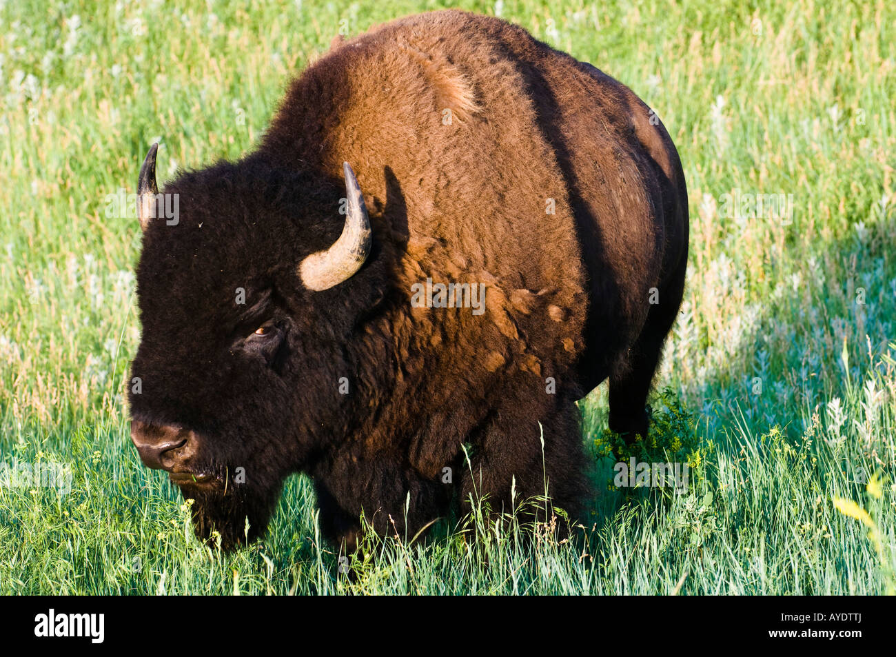 A wild bison at Badlands National Park Stock Photo - Alamy