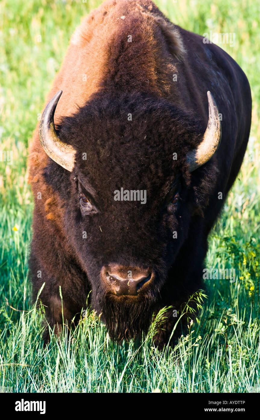 A wild bison looks ominously at the camera Stock Photo - Alamy