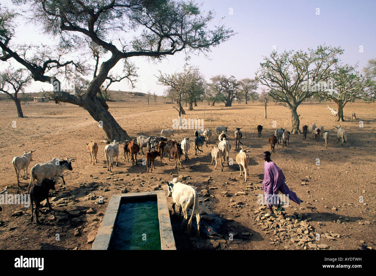 Cattle herd sahel hi-res stock photography and images - Alamy