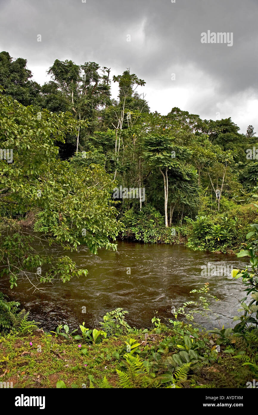 Gabon equatorial forest hi-res stock photography and images - Alamy