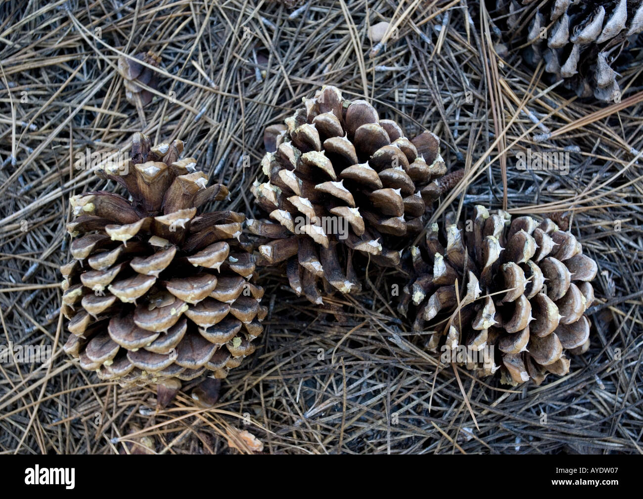 Pine cone patterns hi-res stock photography and images - Alamy