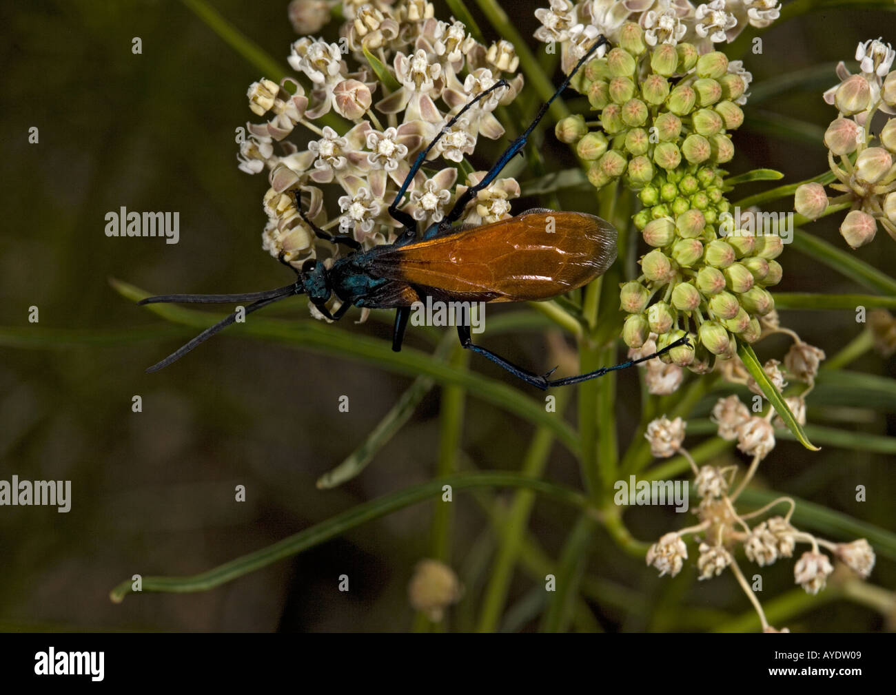 Tarantula hawk or tarantula wolf Female finds tarantulas paralyses them ...