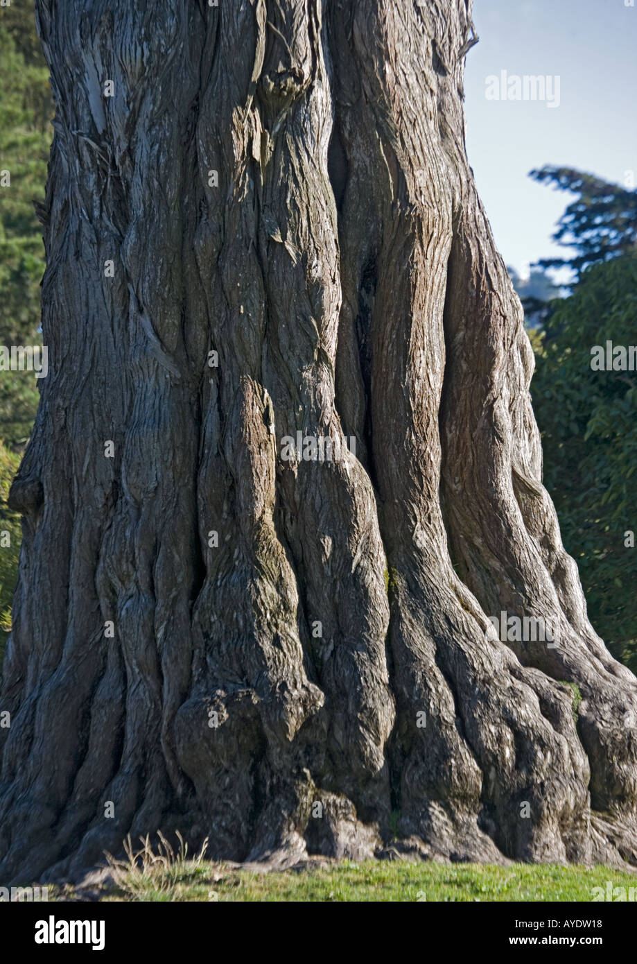 Monterey cypress Cupressus macrocarpa widely planted especially near ...
