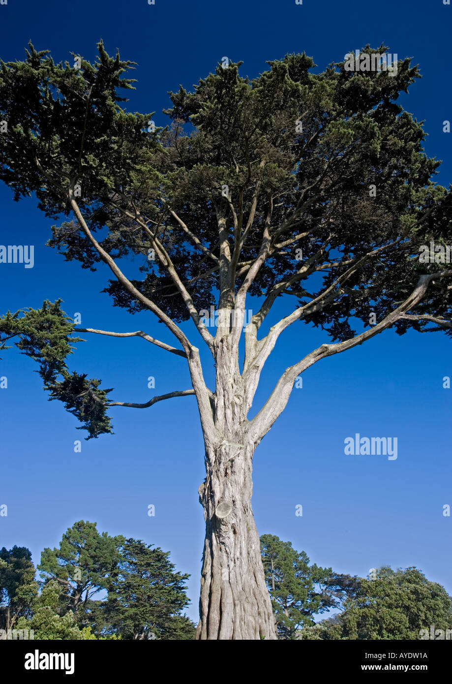 Monterey cypress Cupressus macrocarpa widely planted especially near ...