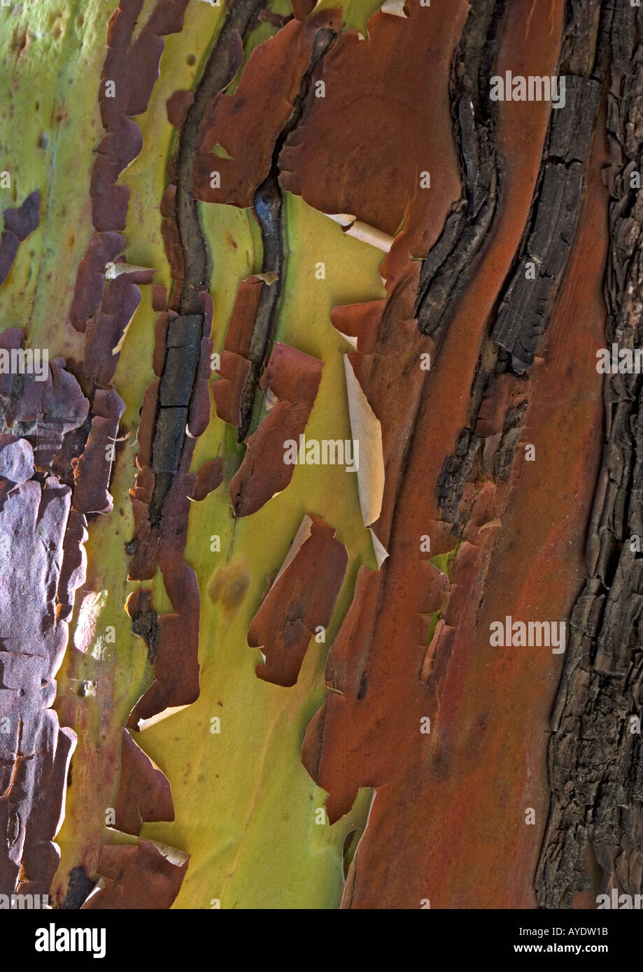 Pacific madrone Arbutus menziesii beautifully patterned bark Stock ...