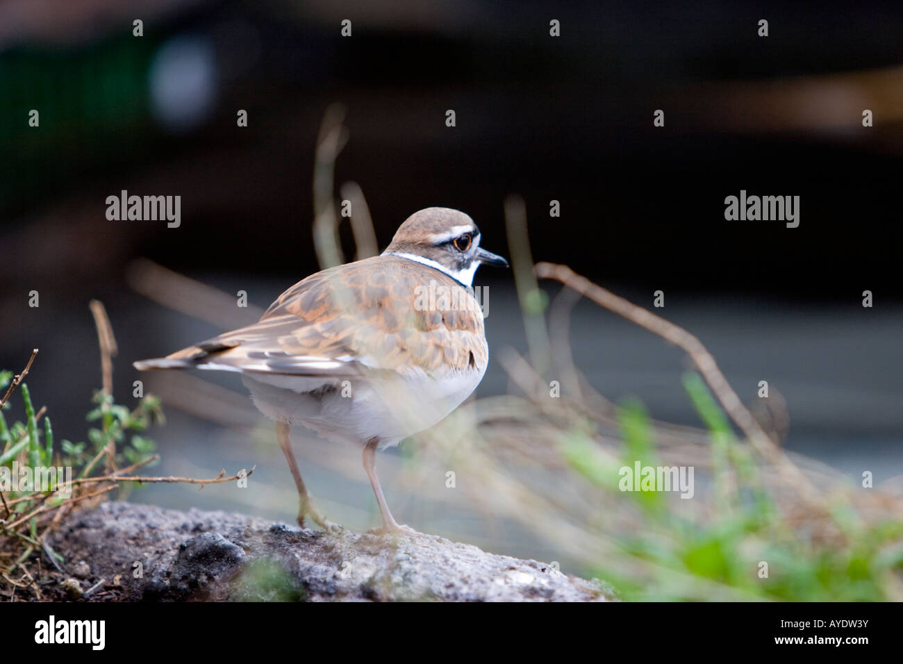 Plover standing hi-res stock photography and images - Alamy