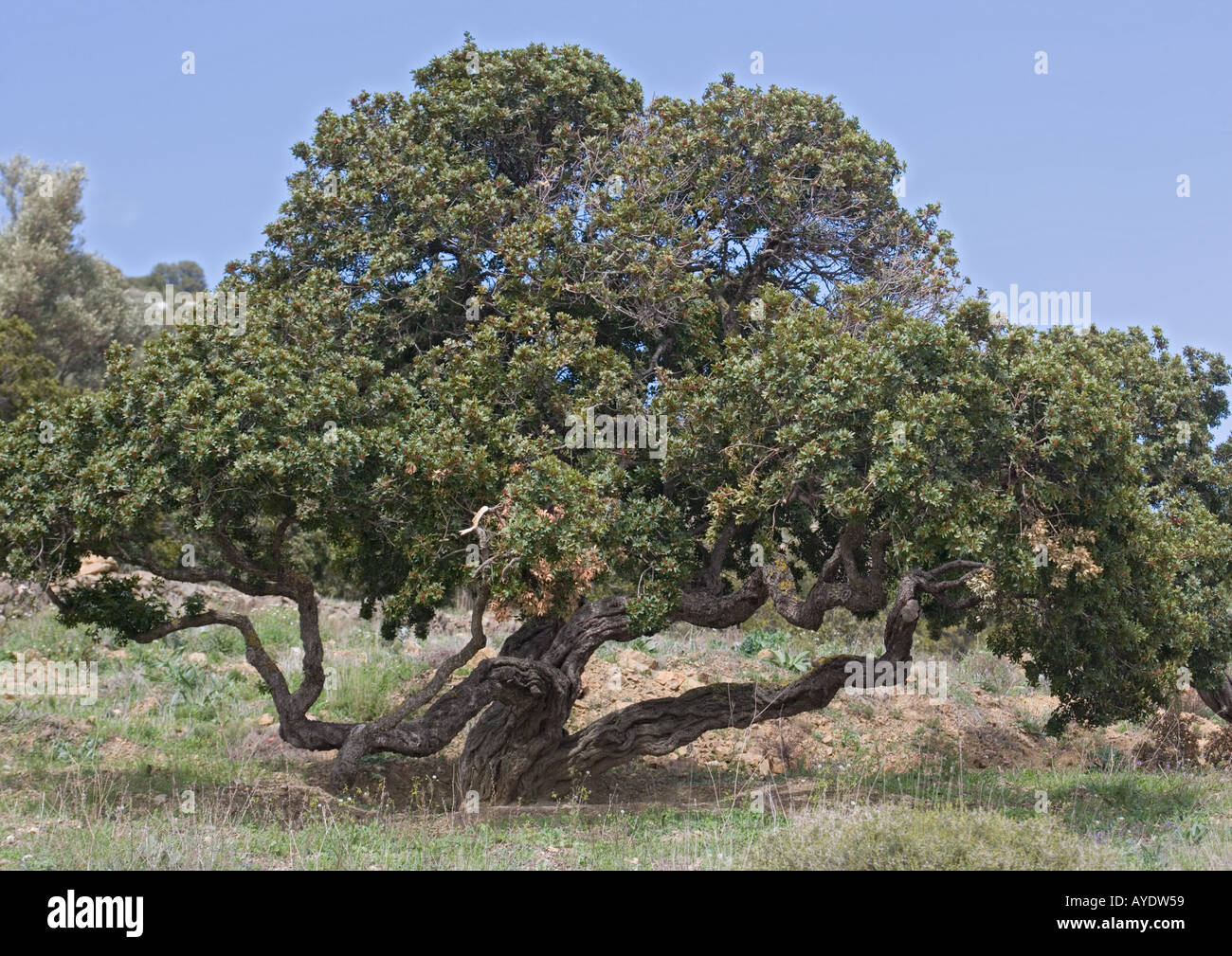 Mastiche tree hi-res stock photography and images - Alamy