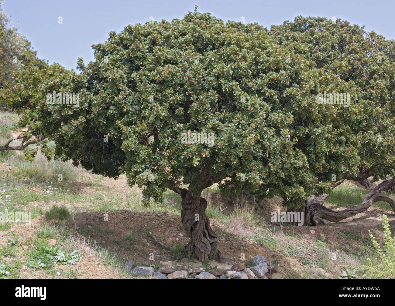 Mastic tree or lentisc Grown as a crop in Chios; Pistacia lentiscus ...