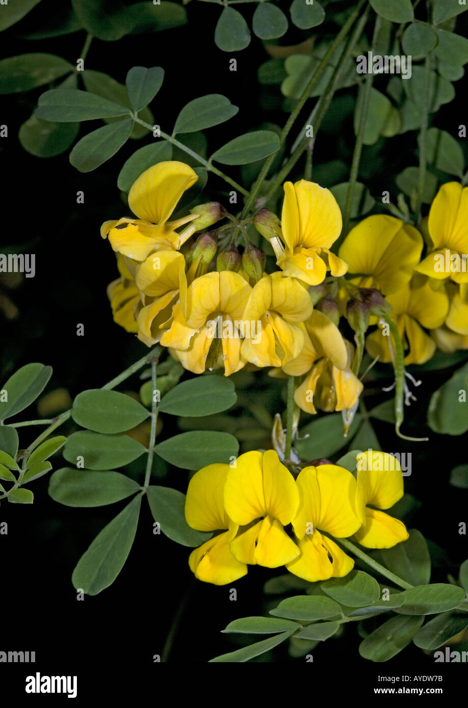Coronilla emerus hi-res stock photography and images - Alamy