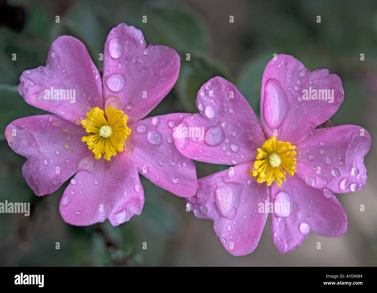 Cistus parviflorus flower hi-res stock photography and images - Alamy