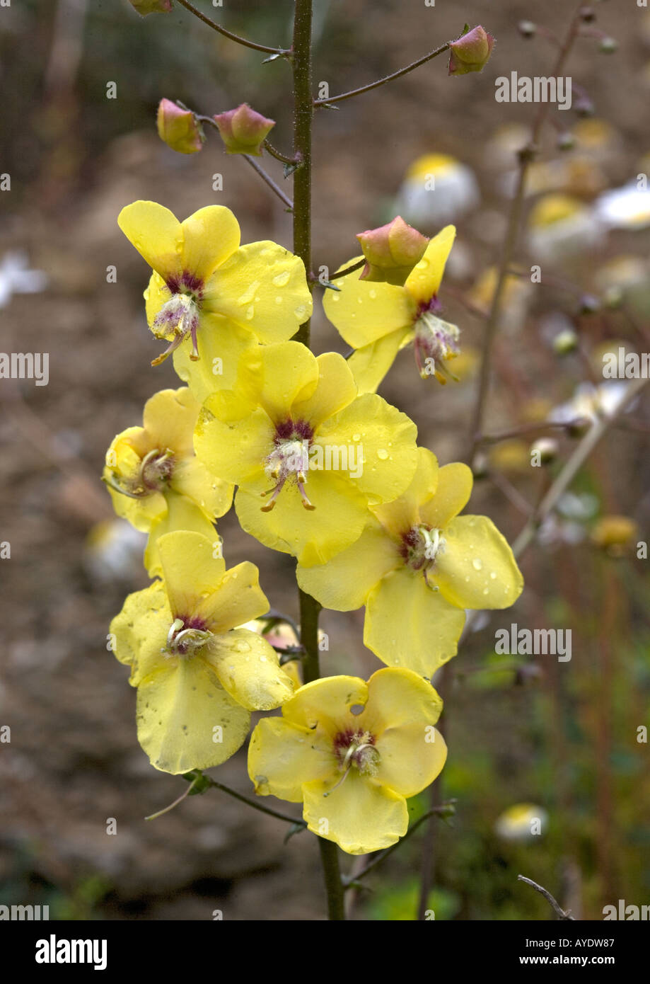 Greek mullein hi-res stock photography and images - Alamy