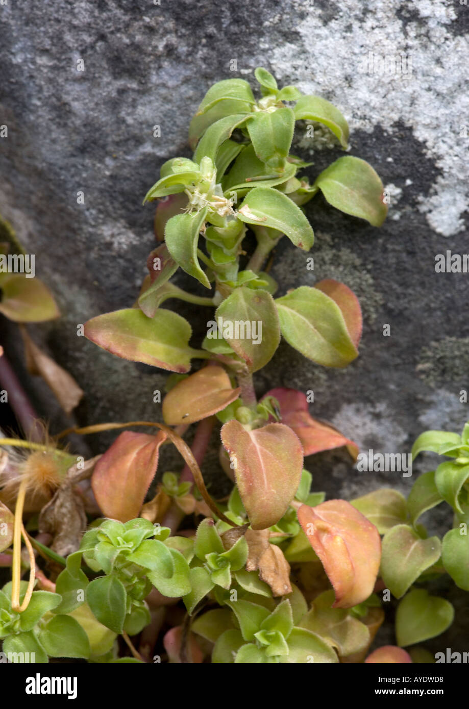 Dogs Cabbage, Theligonum cynocrambe in flower. Not an exciting plant ...