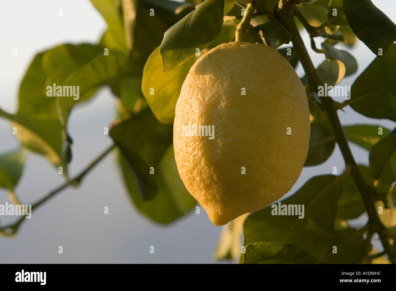 Italy citrus hi-res stock photography and images - Alamy